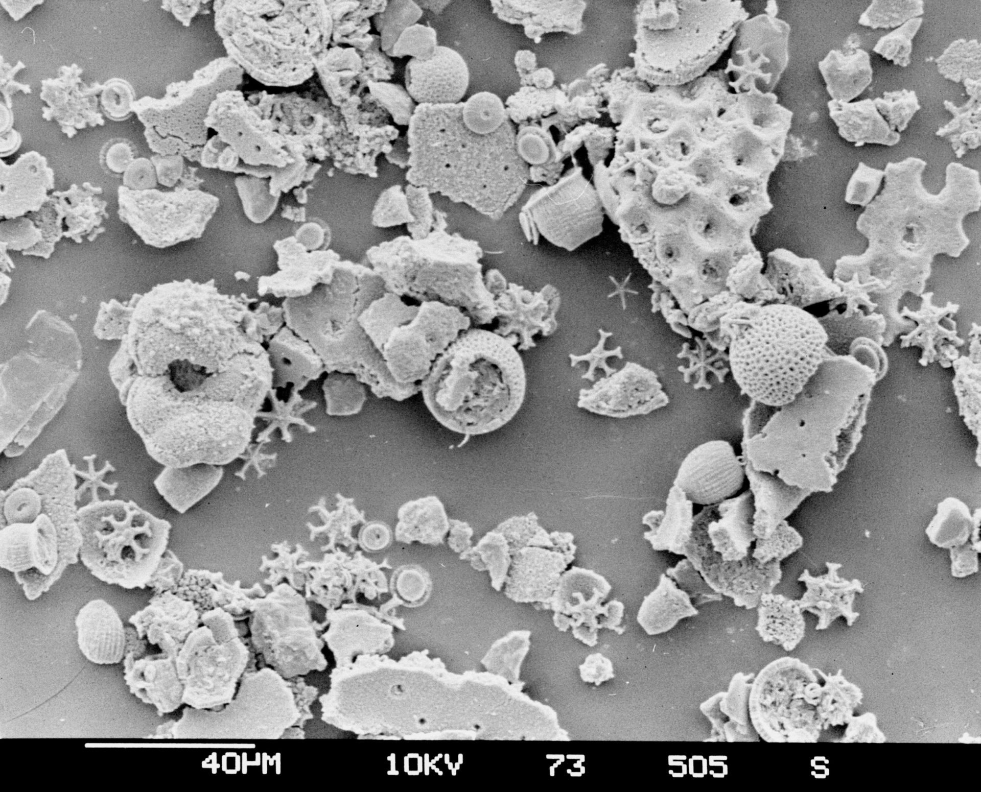 Descubren un nuevo proceso de fosilización en microfósiles - CAOXMOS